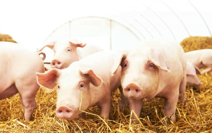 Horse Evaluation | National FFA Organization