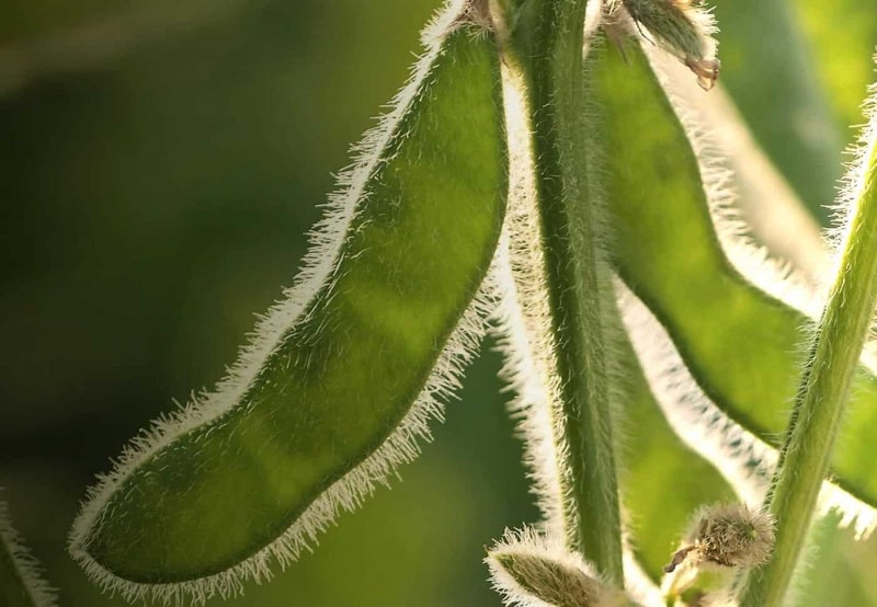 Monsanto scientist Larry Gilbertson talks gene editing | National FFA ...