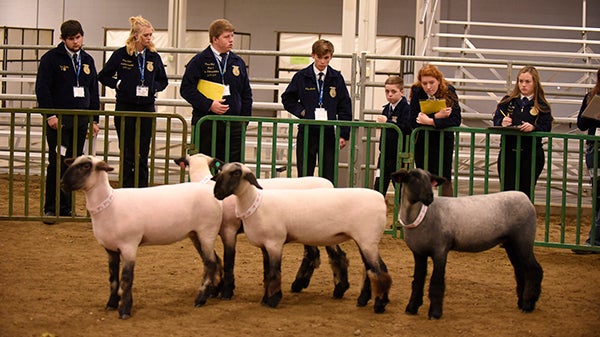 CDE Dairy, Horse and Livestock Evaluation - National FFA Organization CDE Dairy, Horse and Livestock Evaluation - National FFA Organization