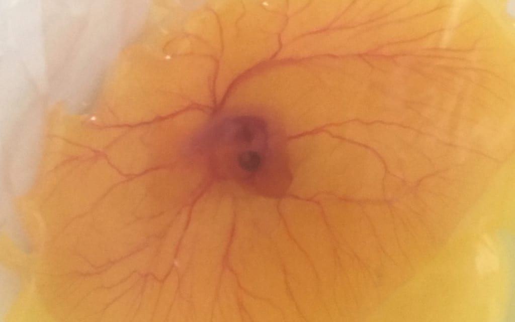 Ag Students Replicate Viral Video Experiment | National FFA Organization